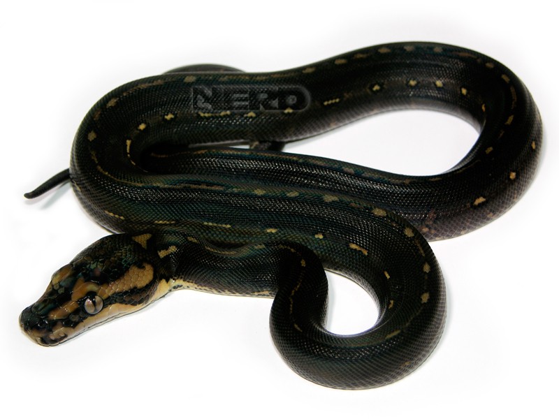 Snake hybrid - reticulated python x ball python | ReptiFiles