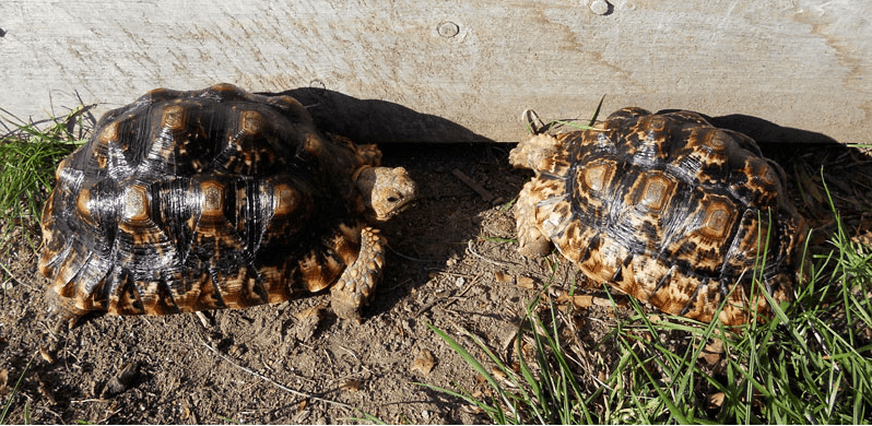 Hybrid tortoises - Sulcata x leopard tortoise | ReptiFiles